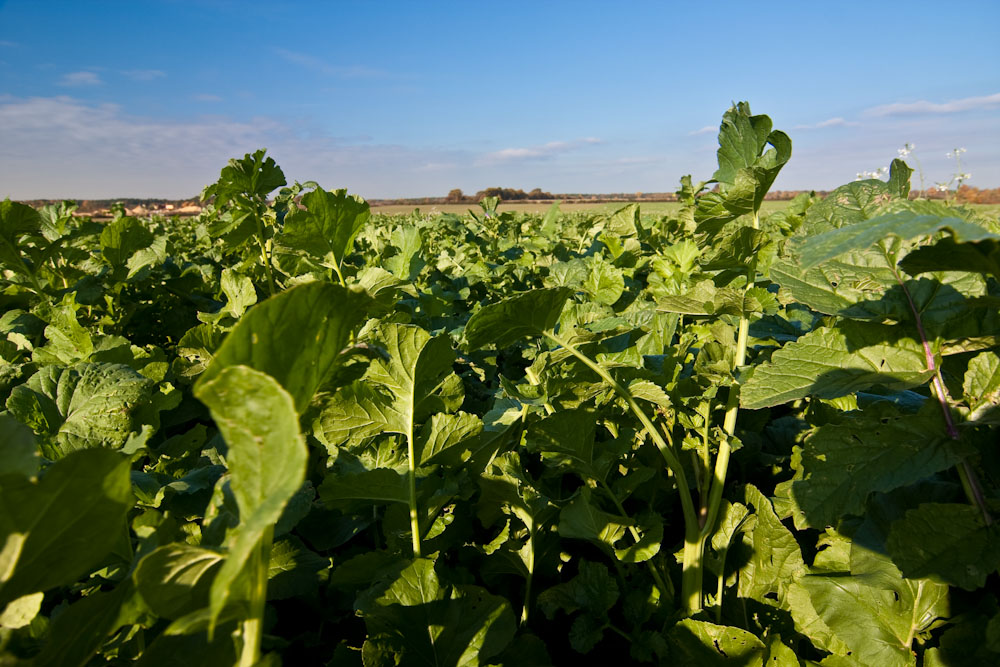 PH Petersen.com: Oil radish