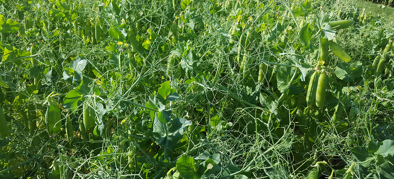 PH Petersen.com: Spring forage pea